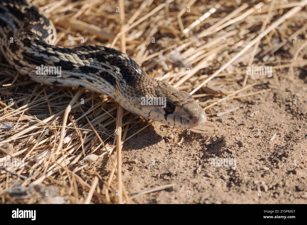 Gopher snake hi-res stock photography and images - Alamy