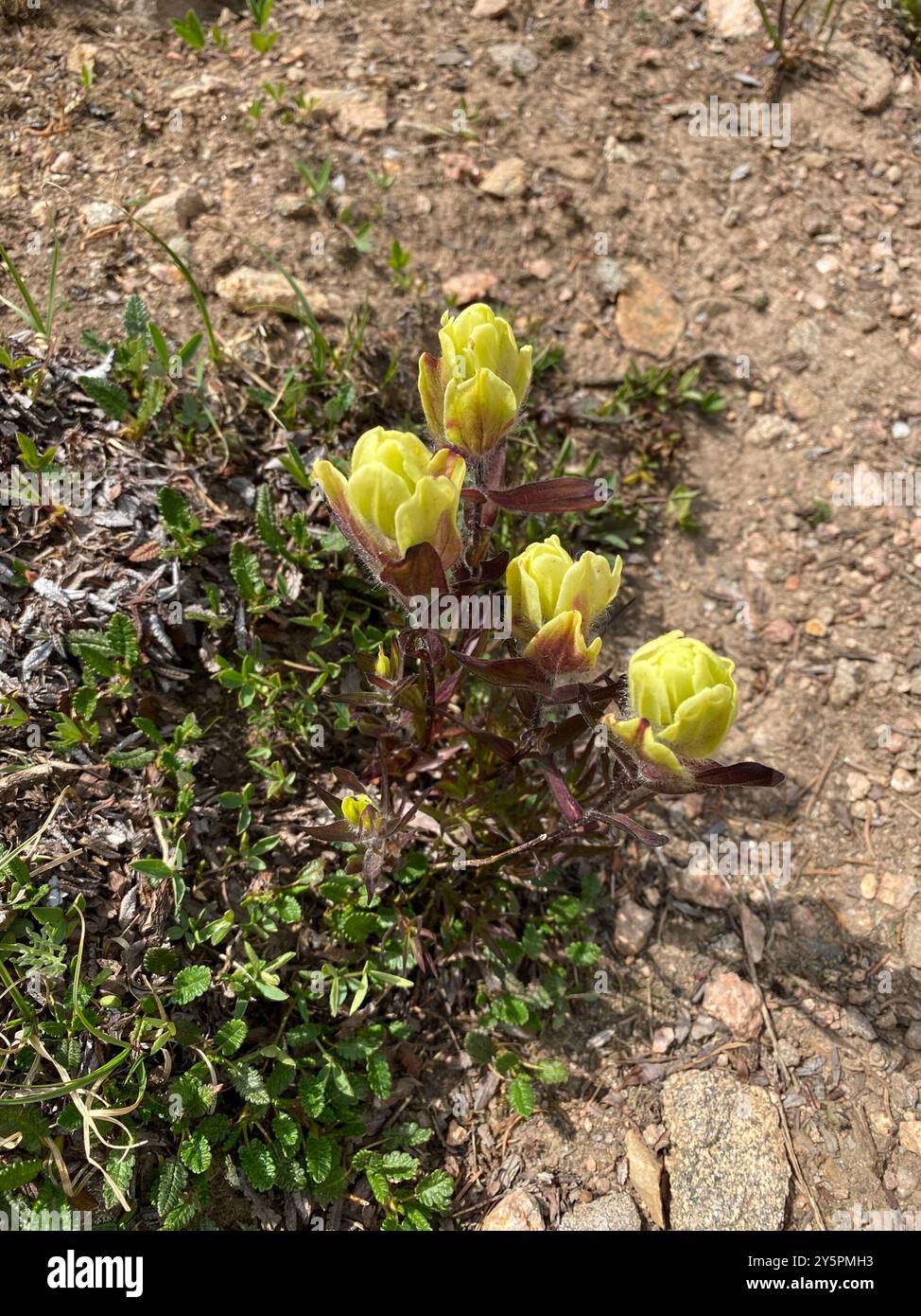 Western Indian Paintbrush (Castilleja occidentalis) Plantae Stock Photo ...