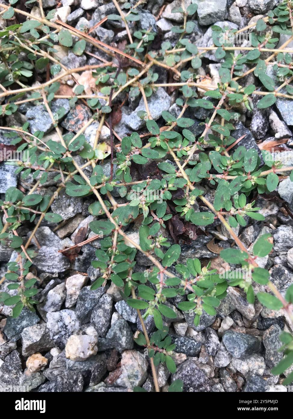 Spotted spurge (Euphorbia maculata) Plantae Stock Photo - Alamy