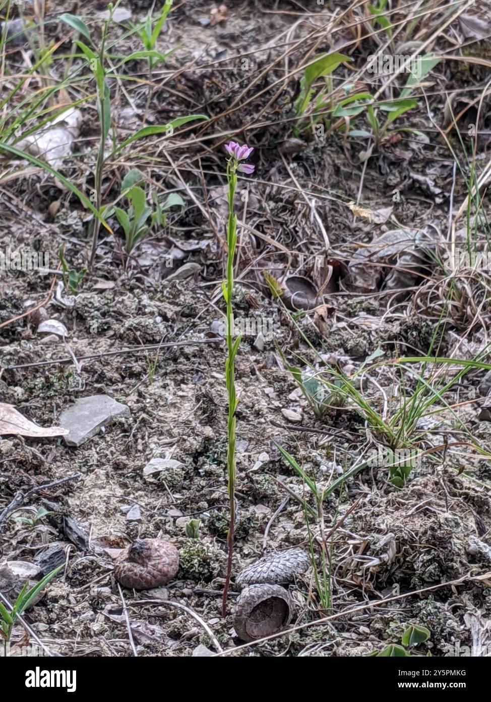 field milkwort (Senega sanguinea) Plantae Stock Photo - Alamy