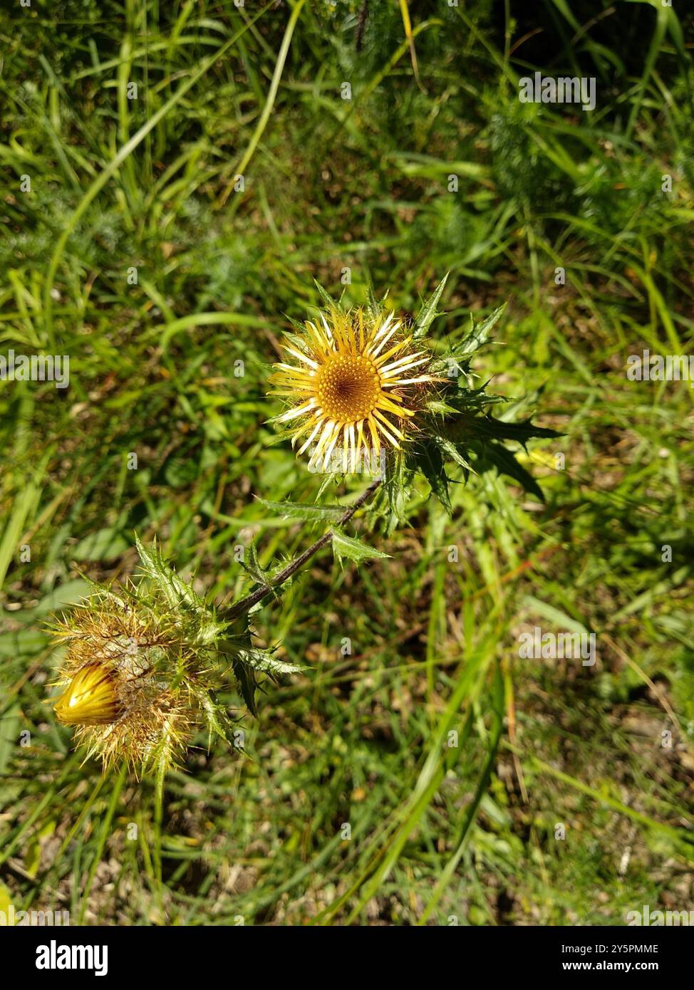 Carline Thistle (Carlina vulgaris) Plantae Stock Photo - Alamy