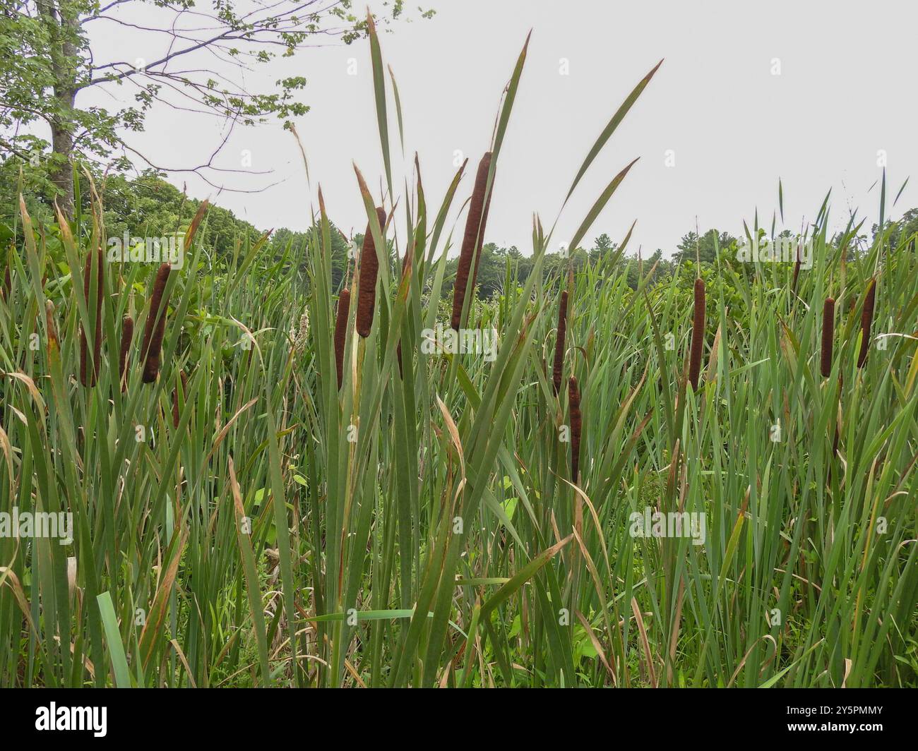 broadleaf cattail (Typha latifolia) Plantae Stock Photo - Alamy