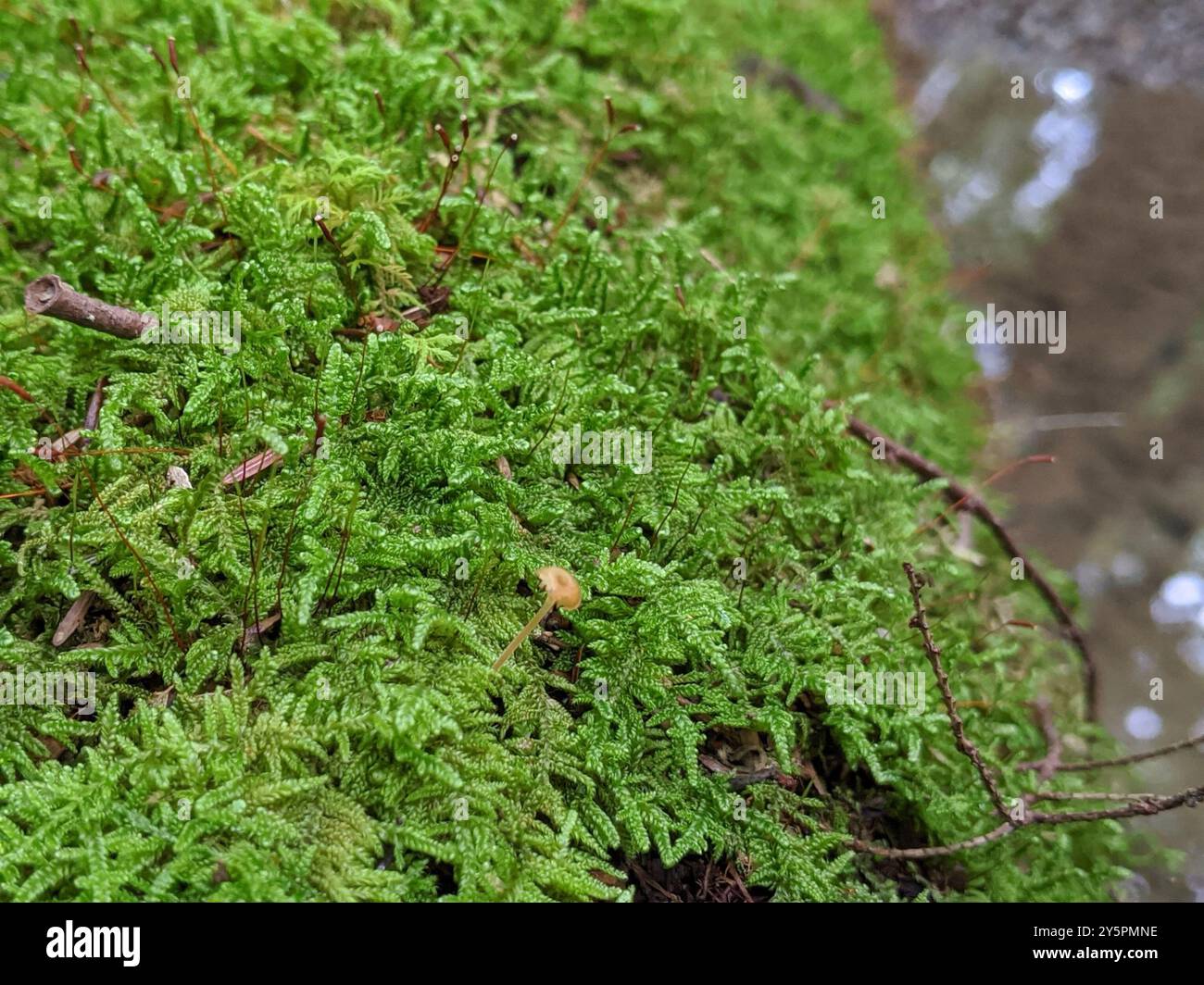 Orange Moss Navel (Rickenella fibula) Fungi Stock Photo - Alamy