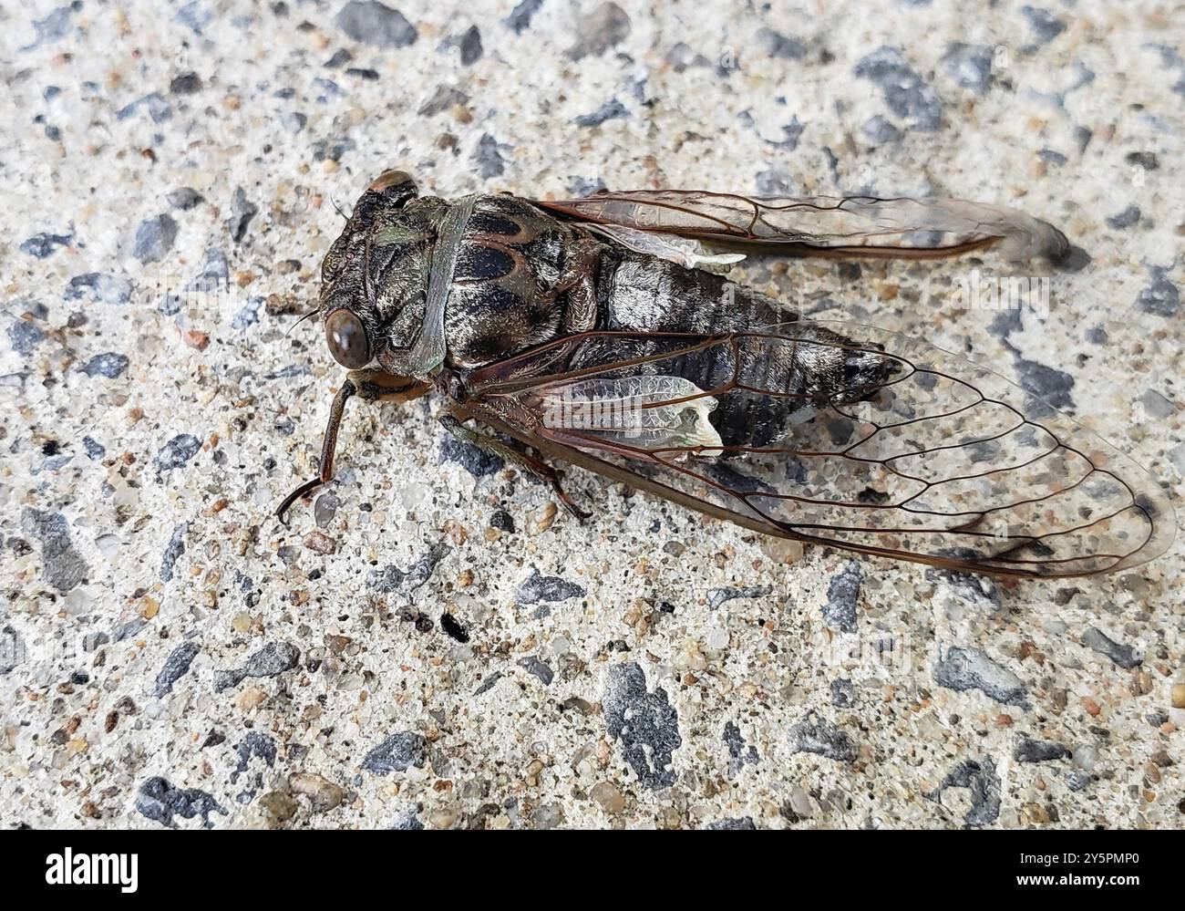 Northern Dog-day Cicada (Neotibicen canicularis) Insecta Stock Photo ...