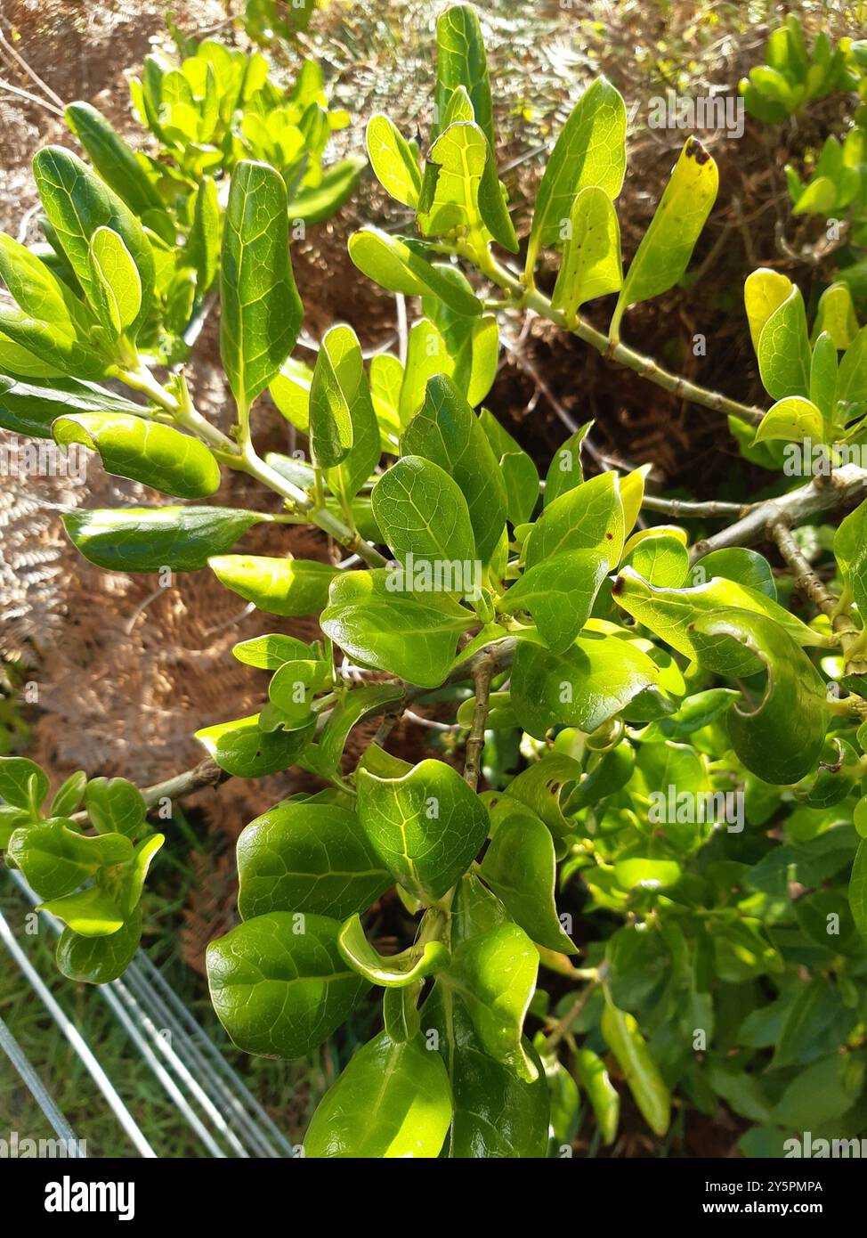Taupata (Coprosma repens) Plantae Stock Photo - Alamy