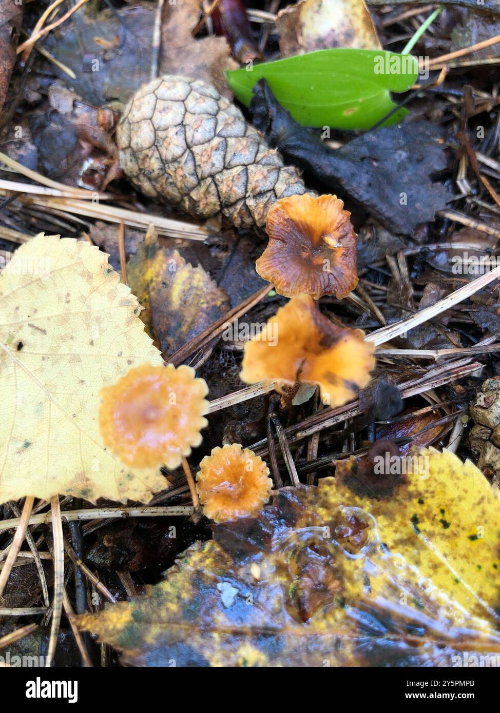 Pinewood Gingertail (Xeromphalina campanella) Fungi Stock Photo - Alamy