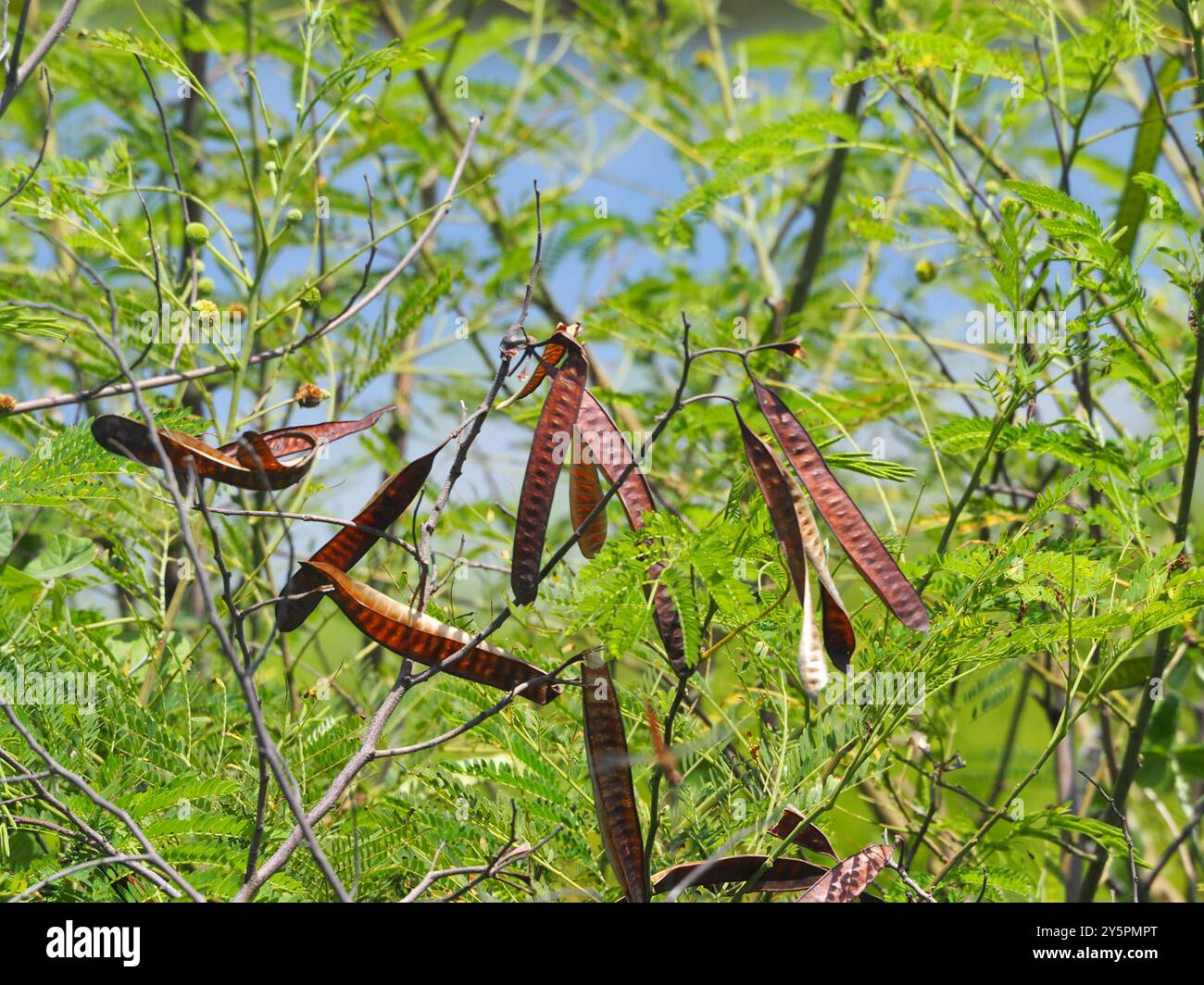 White leadtree (Leucaena leucocephala) Plantae Stock Photo - Alamy