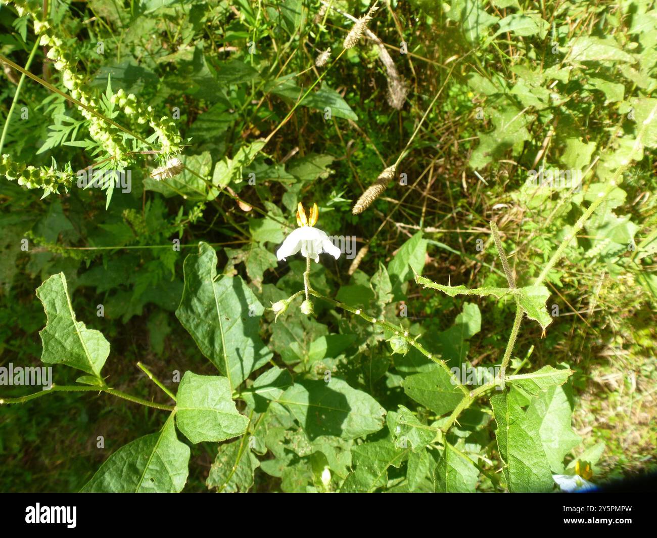 Carolina horsenettle (Solanum carolinense) Plantae Stock Photo - Alamy