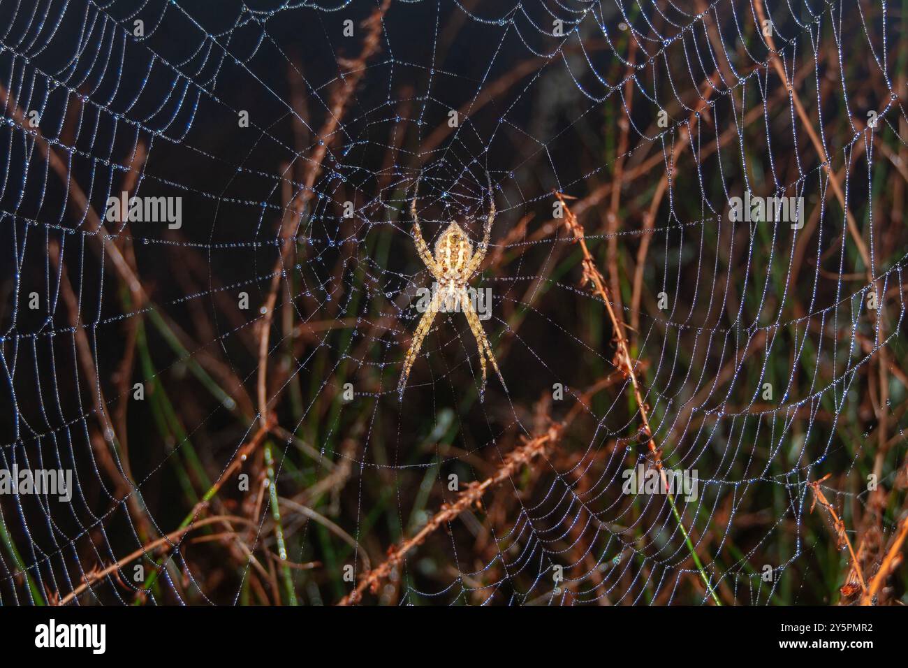 Two inch long grass spider on wet circular web. Photographed at Rocky ...