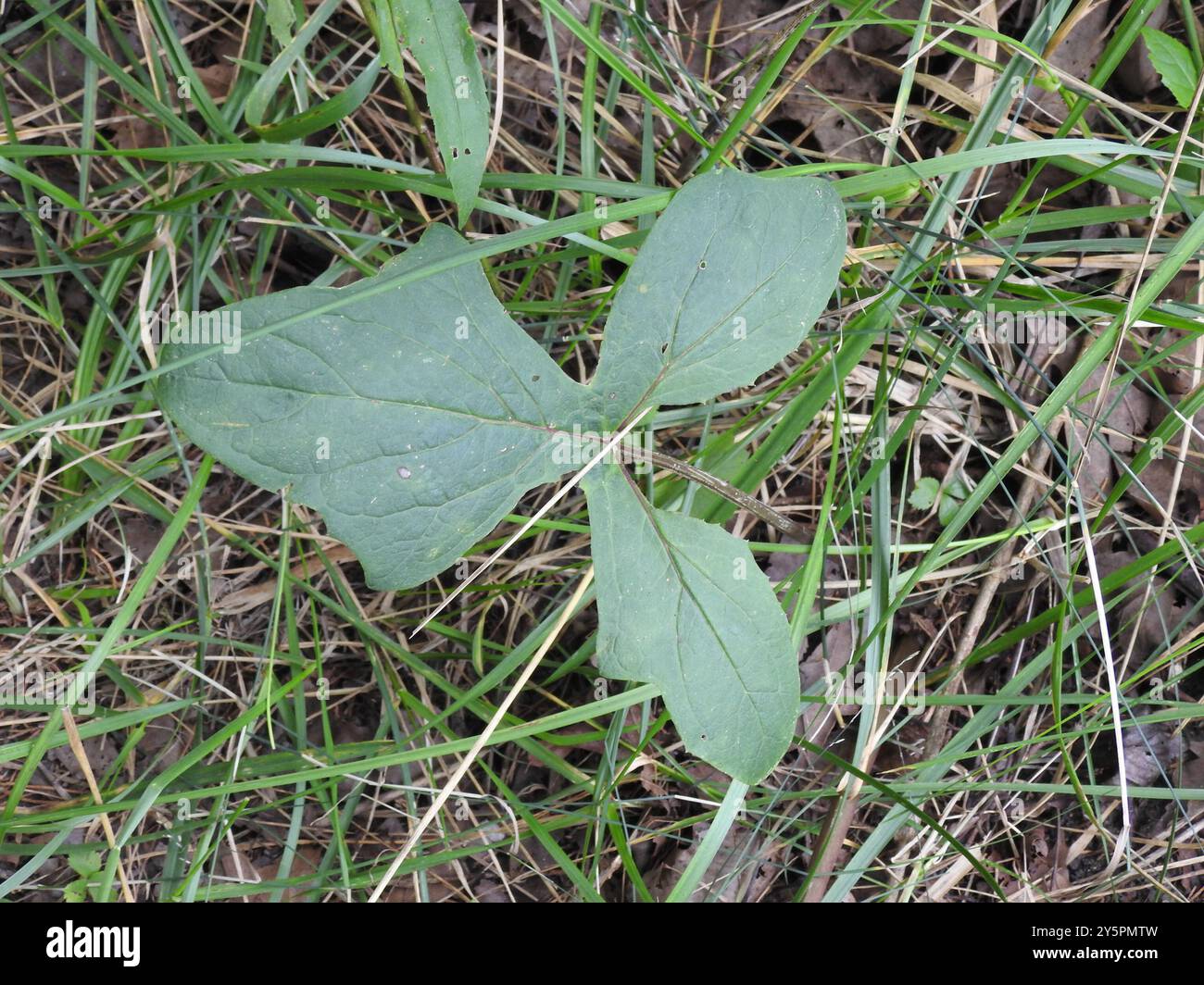 white rattlesnake root (Nabalus albus) Plantae Stock Photo - Alamy