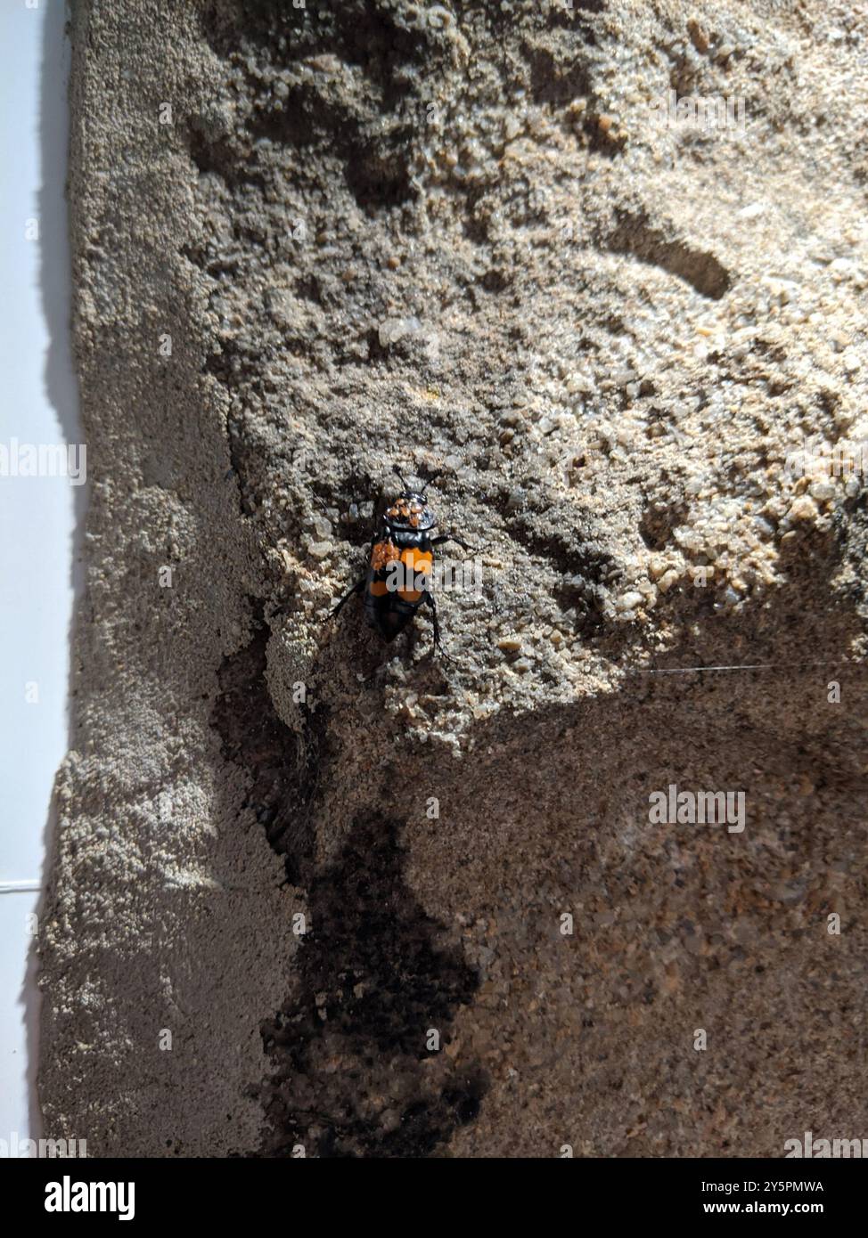 Lesser Vespillo Burying Beetle (Nicrophorus vespilloides) Insecta Stock ...