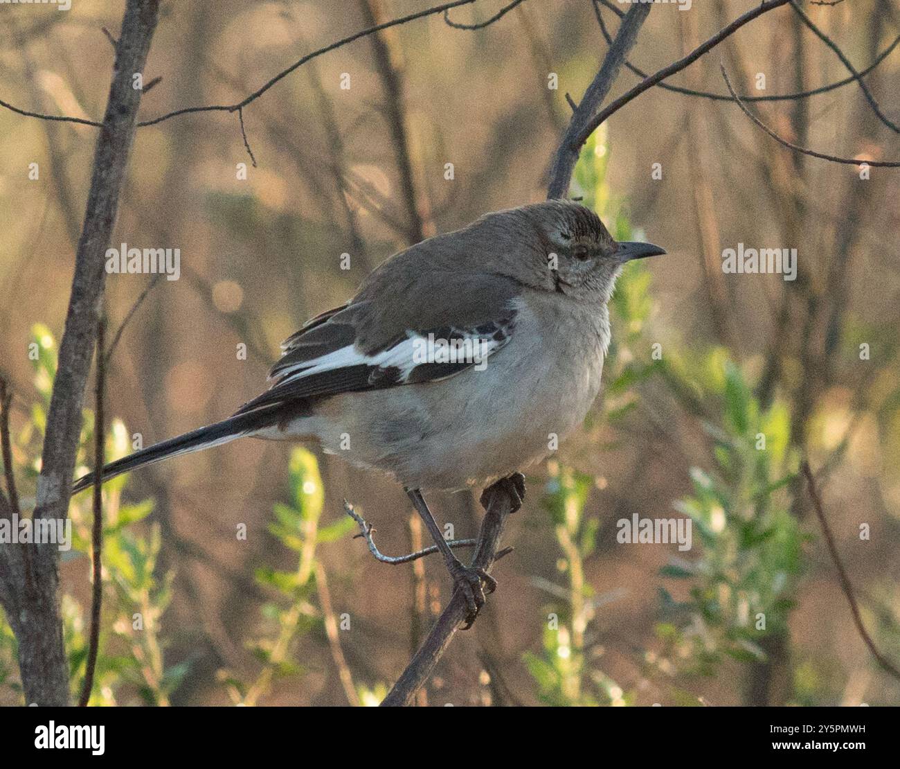 White-banded Mockingbird (Mimus triurus) Aves Stock Photo - Alamy