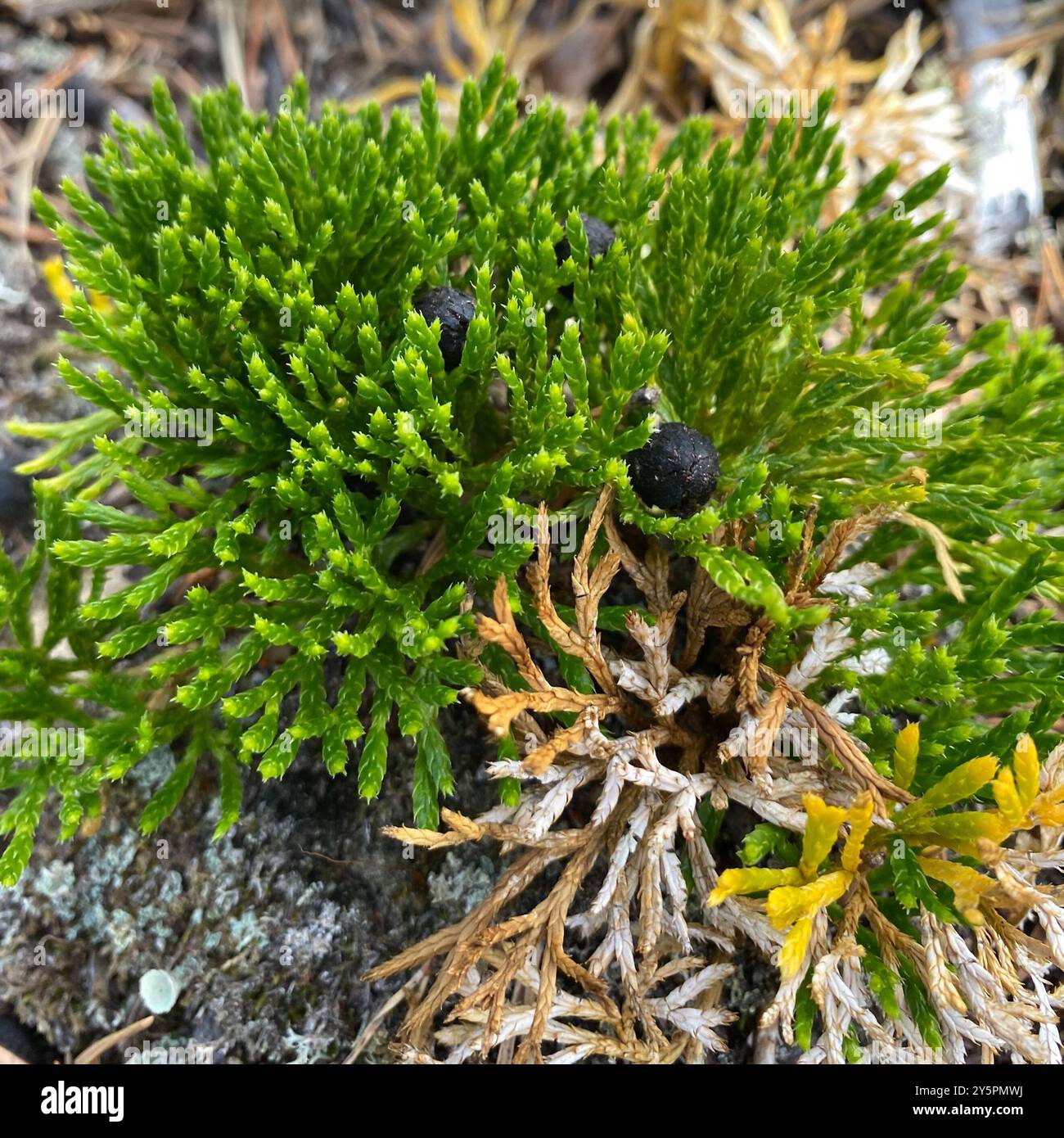 northern ground-cedar (Diphasiastrum complanatum) Plantae Stock Photo ...