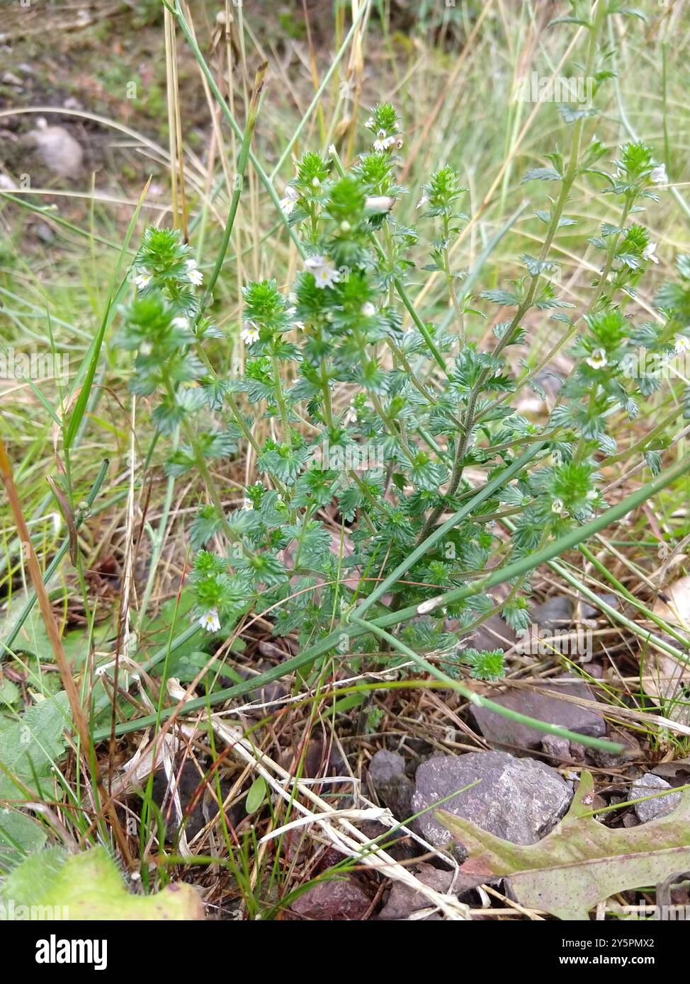 Common Eyebright (Euphrasia nemorosa) Plantae Stock Photo - Alamy