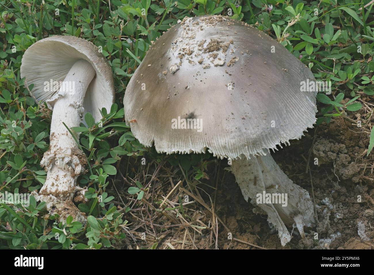 Golden Threads Lepidella (Amanita canescens) Fungi Stock Photo - Alamy