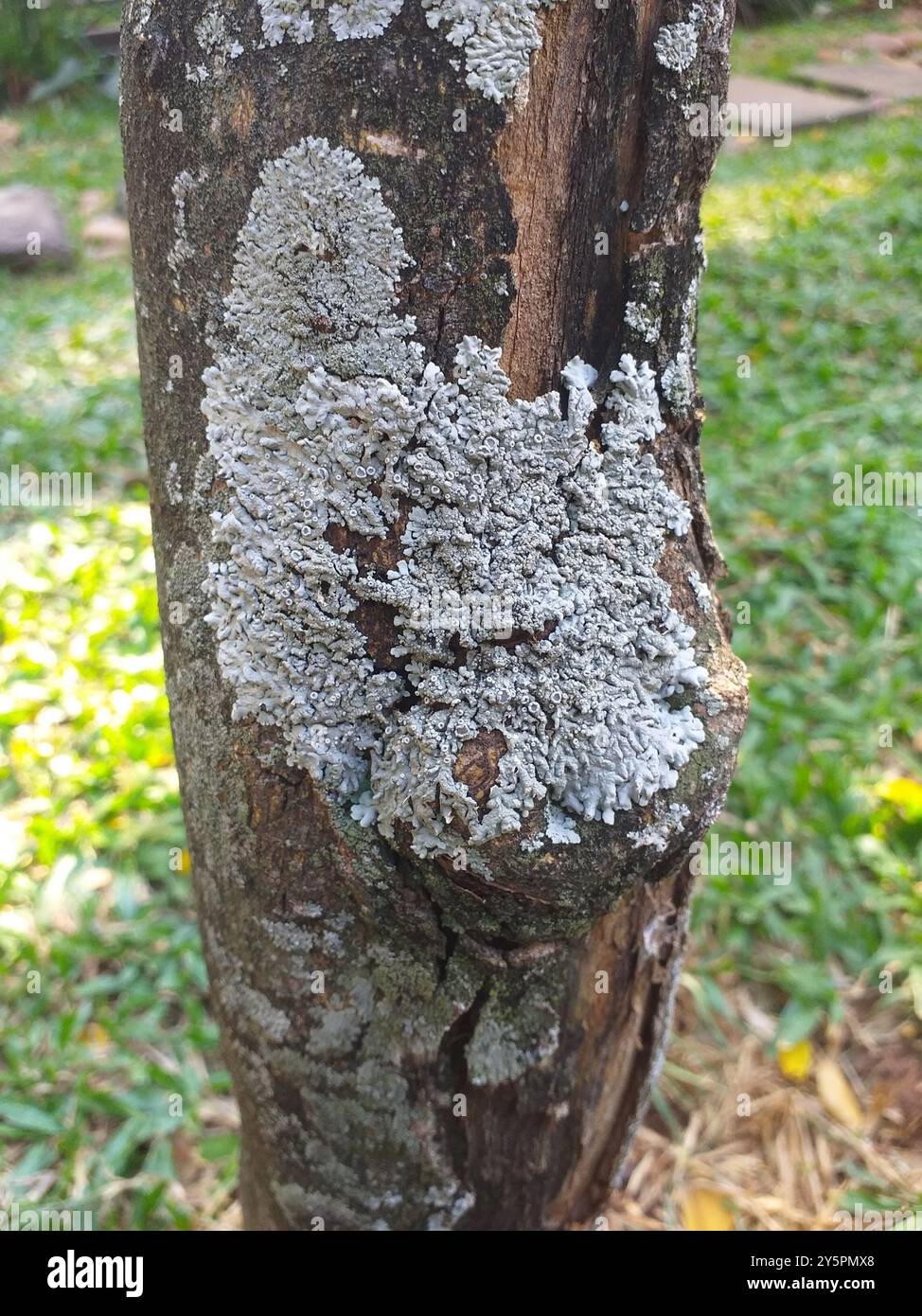 Ruffle Lichens (Parmotrema) Fungi Stock Photo - Alamy