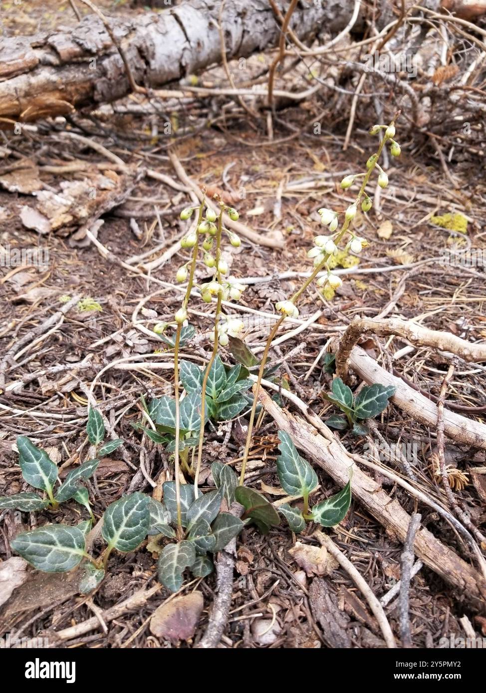 white-veined wintergreen (Pyrola picta) Plantae Stock Photo - Alamy