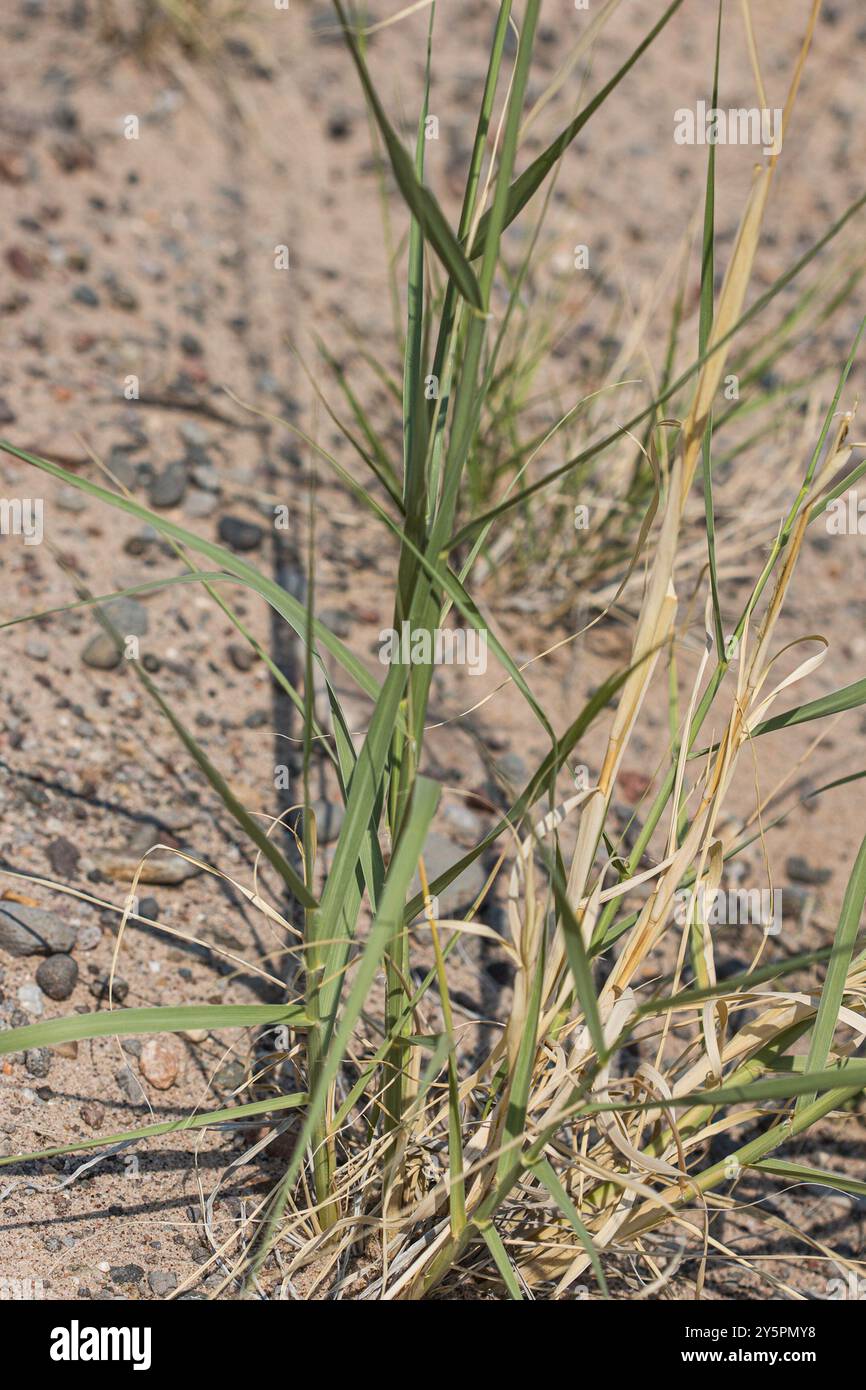 Giant Dropseed (Sporobolus giganteus) Plantae Stock Photo - Alamy