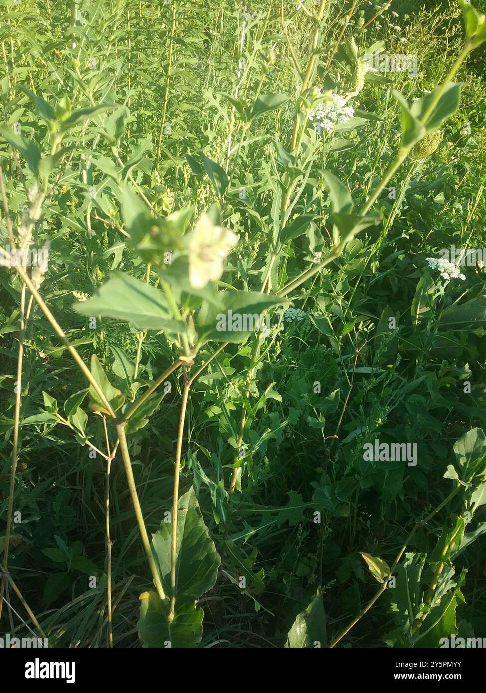 Wild Four o'Clock (Mirabilis nyctaginea) Plantae Stock Photo - Alamy