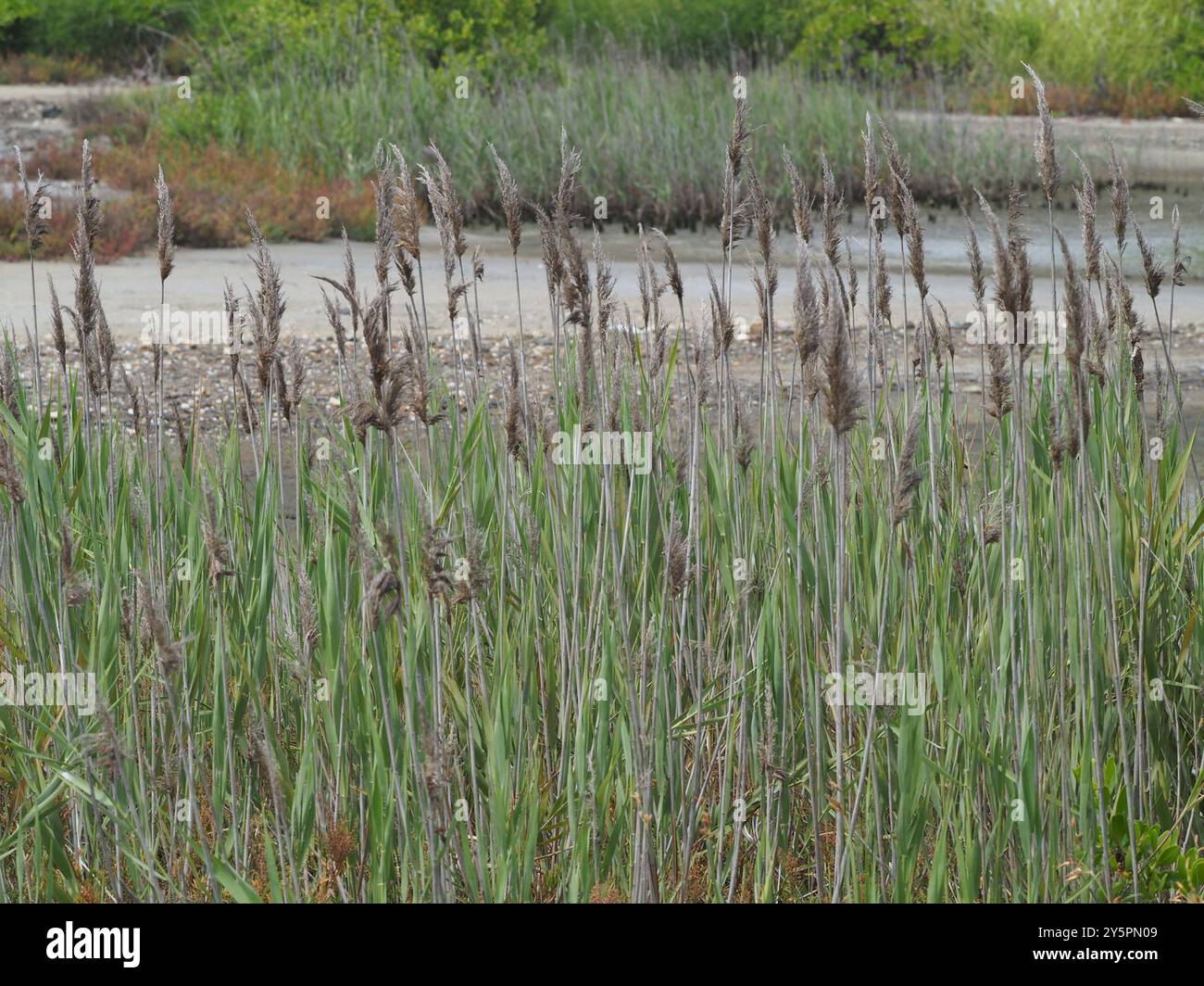 common reed (Phragmites australis) Plantae Stock Photo - Alamy