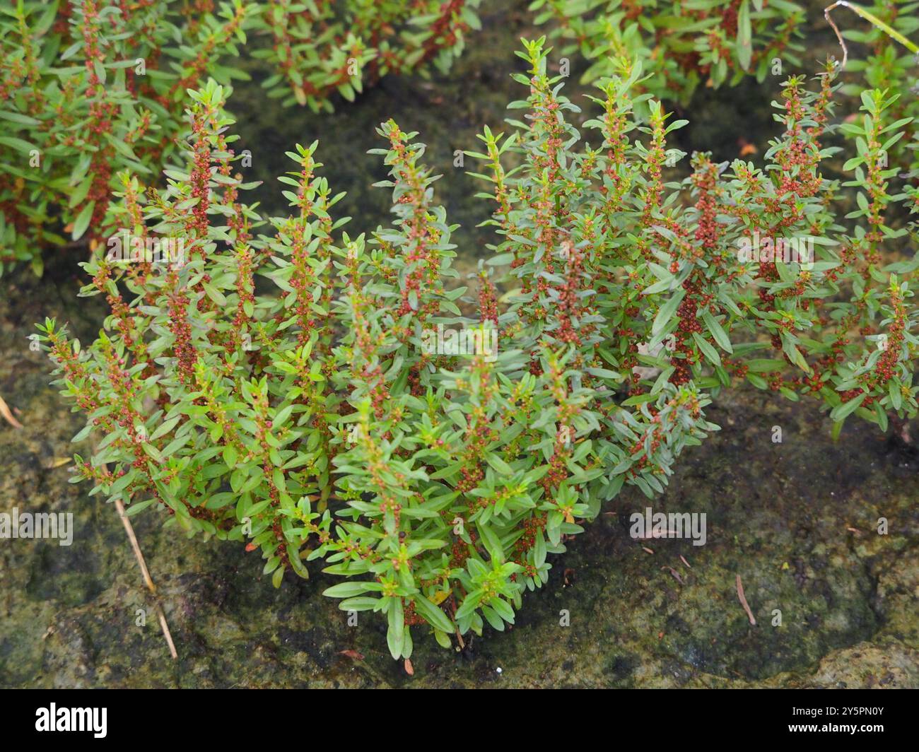 Jerry-Jerry (Ammannia multiflora) Plantae Stock Photo - Alamy
