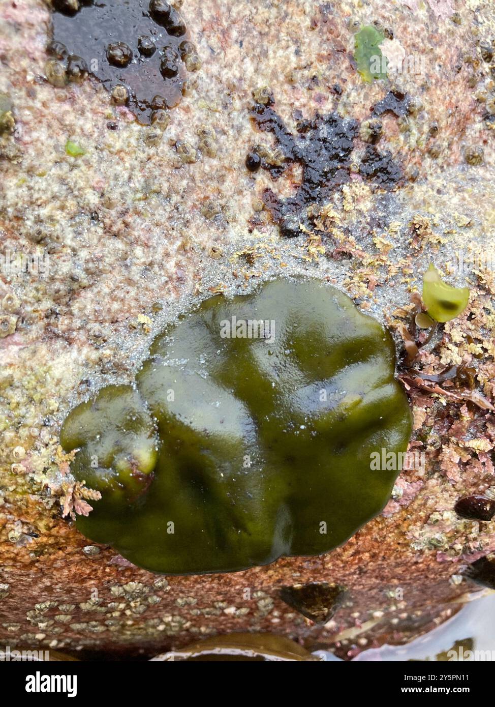 green spongy cushion (Codium setchellii) Plantae Stock Photo - Alamy