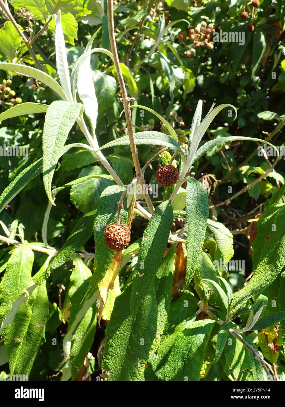 Orange-ball tree (Buddleja globosa) Plantae Stock Photo - Alamy