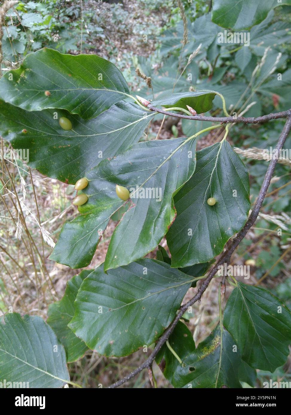Beech Gall Midge (Mikiola fagi) Insecta Stock Photo - Alamy