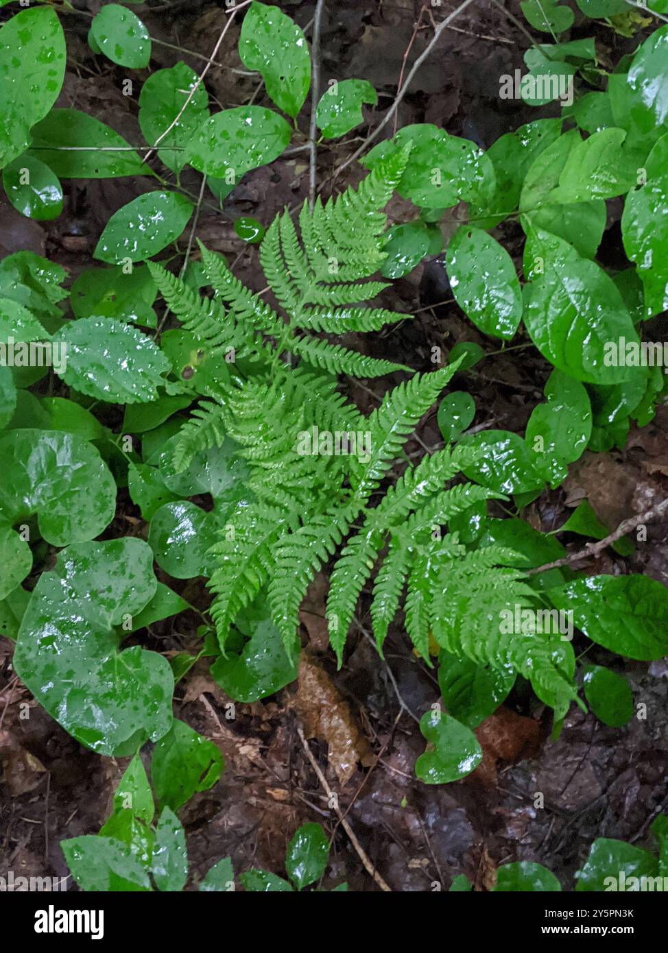 broad beech fern (Phegopteris hexagonoptera) Plantae Stock Photo - Alamy