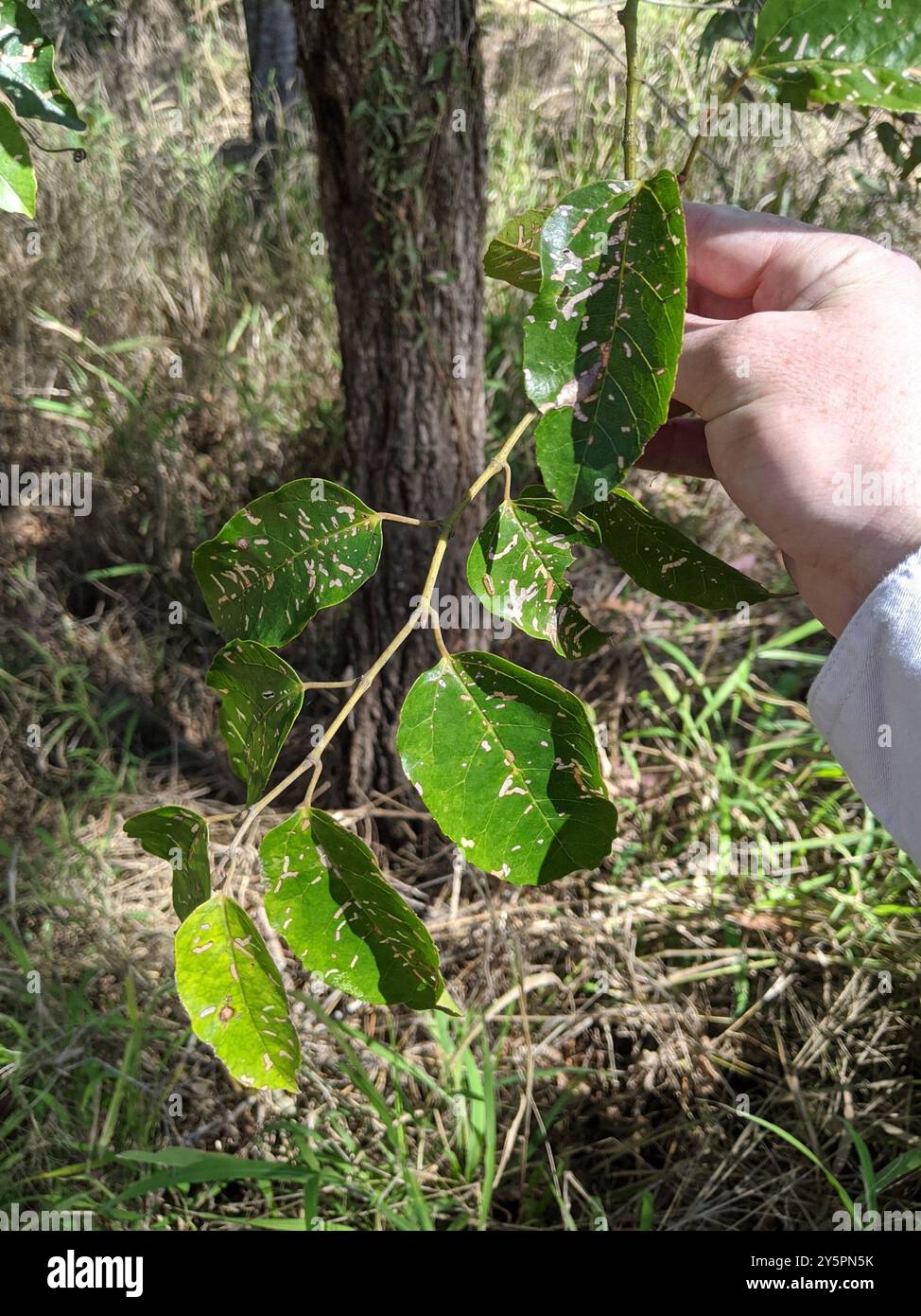 Kangaroo Vine (Apocissus antarctica) Plantae Stock Photo - Alamy