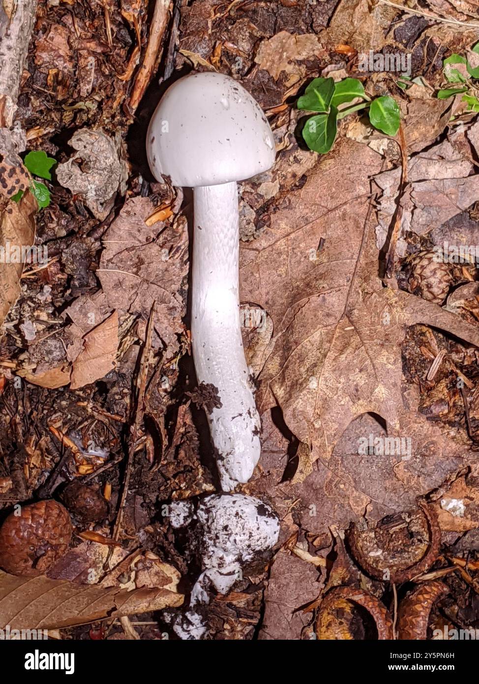 Amanita Sect. Phalloideae (Phalloideae) Fungi Stock Photo - Alamy