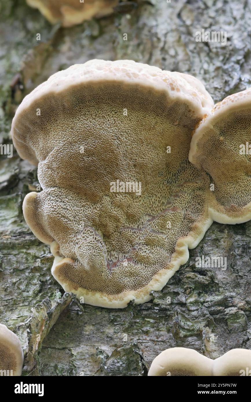 Alder Bracket (Mensularia radiata) Fungi Stock Photo - Alamy