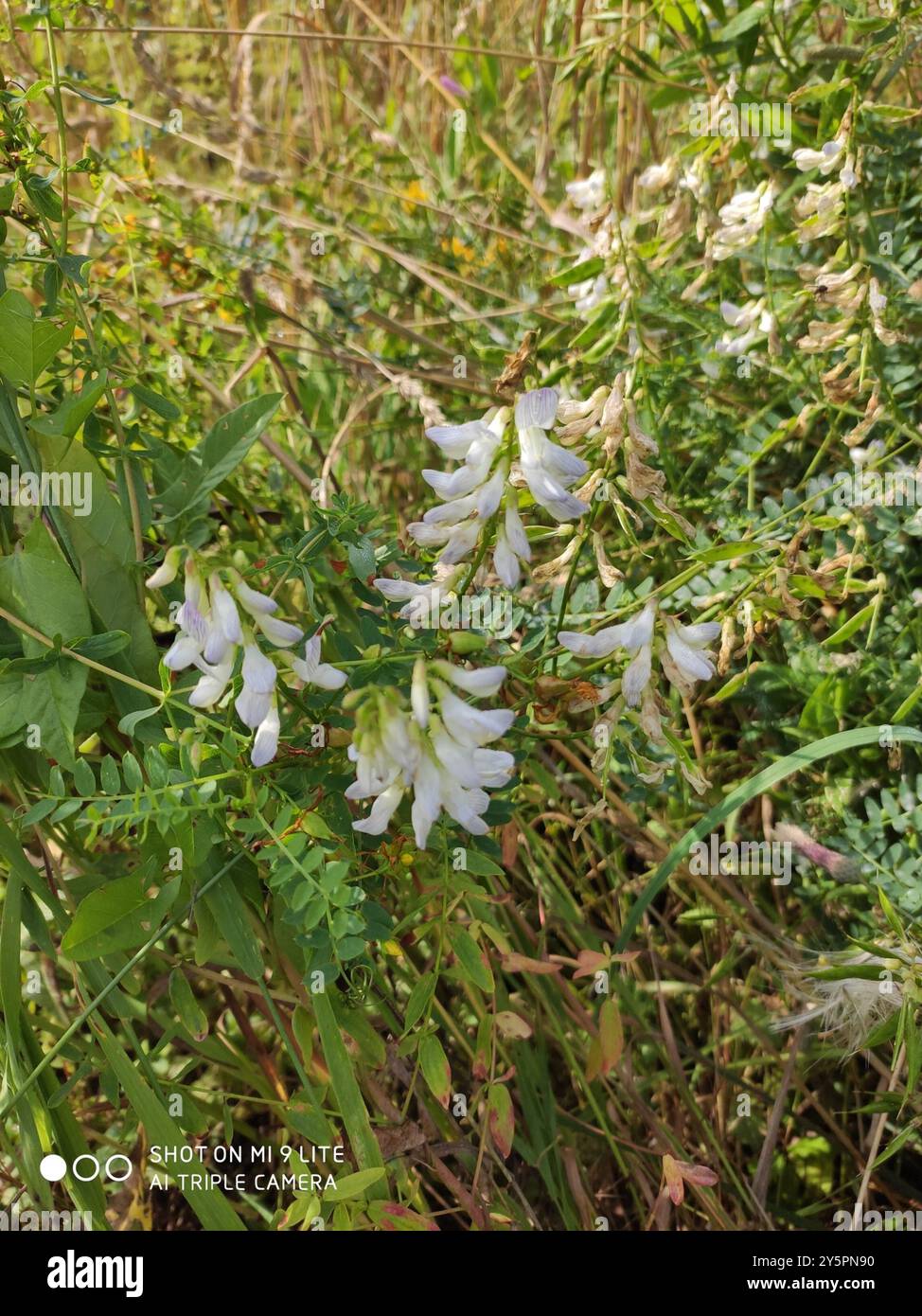 Wood Vetch (Vicia sylvatica) Plantae Stock Photo - Alamy