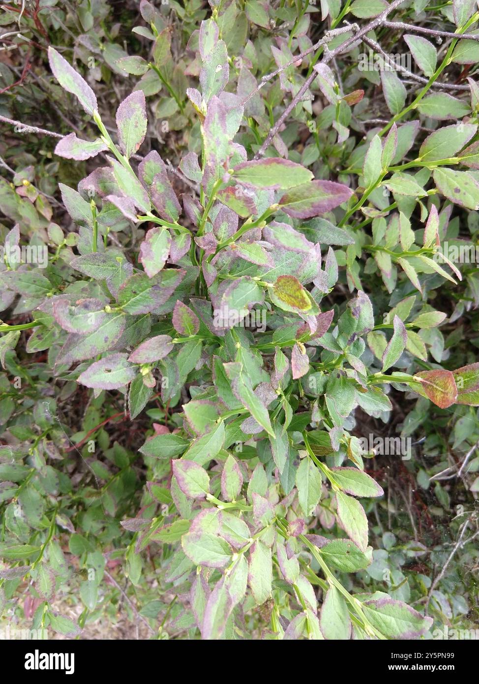 common bilberry (Vaccinium myrtillus) Plantae Stock Photo - Alamy