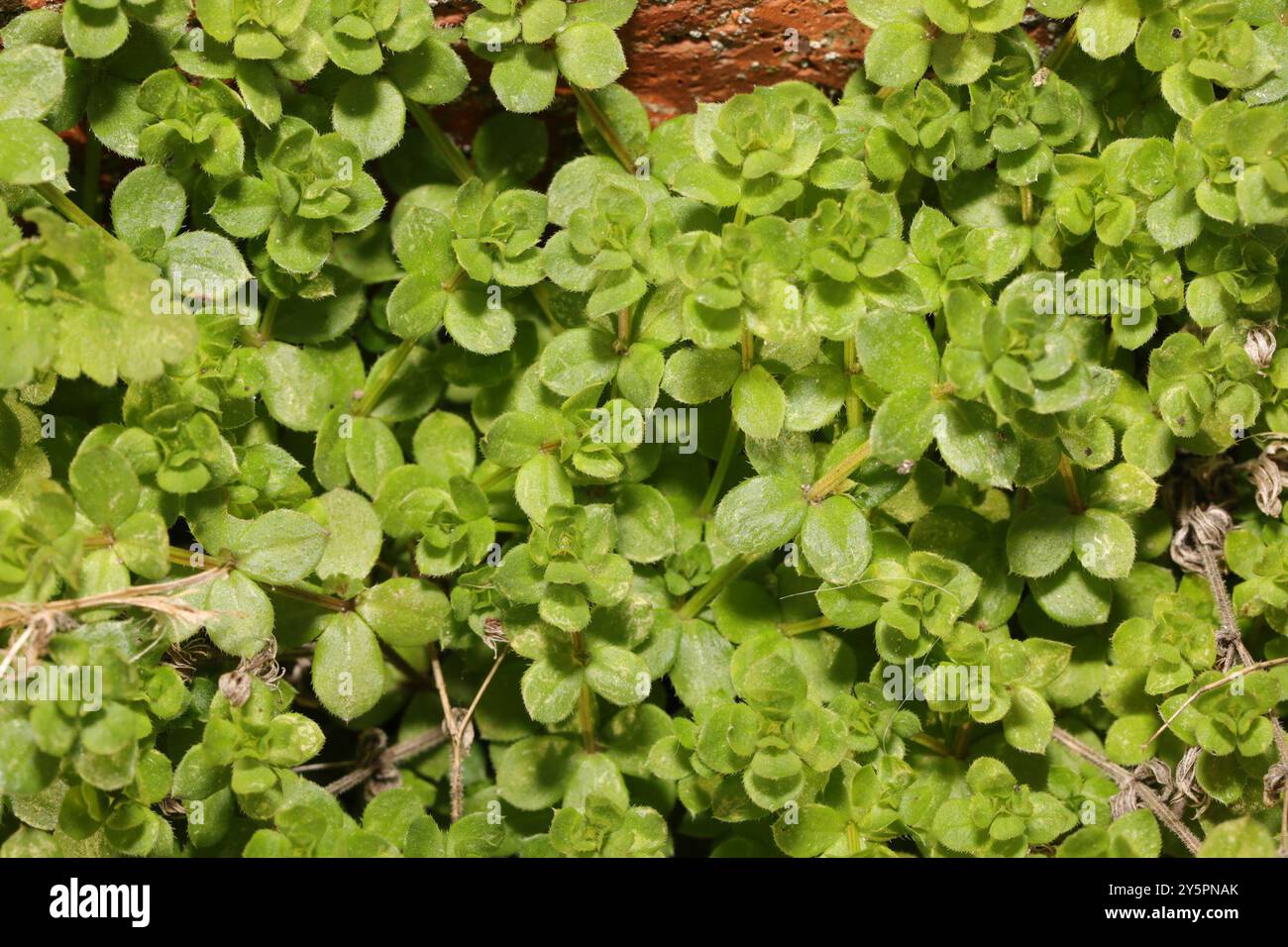 Sticky mouse-ear chickweed (Cerastium glomeratum) Plantae Stock Photo ...