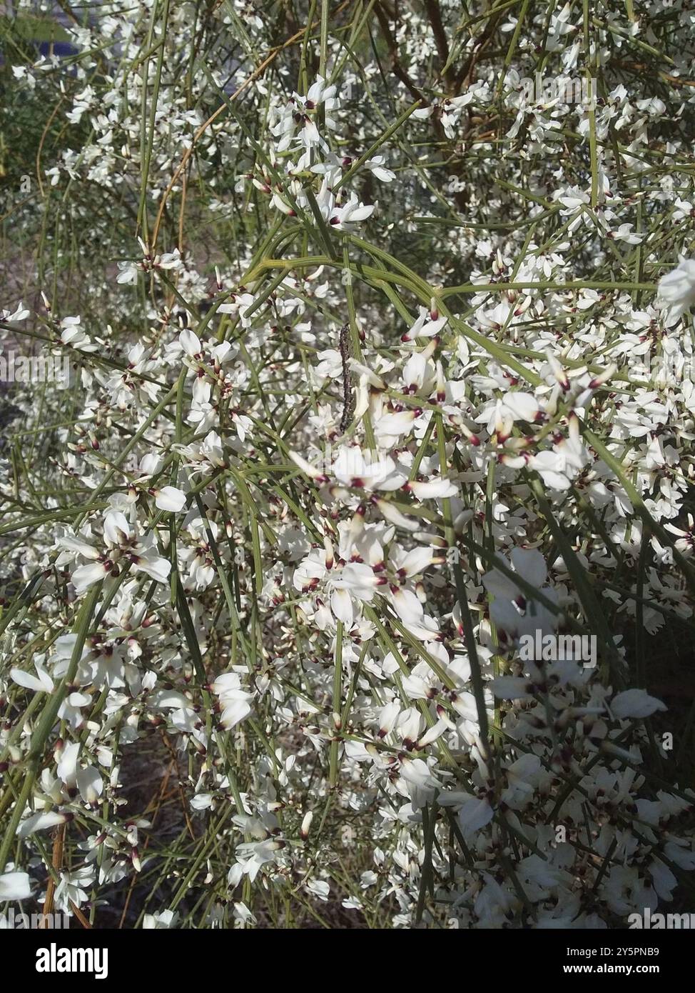White weeping broom (Retama raetam) Plantae Stock Photo - Alamy
