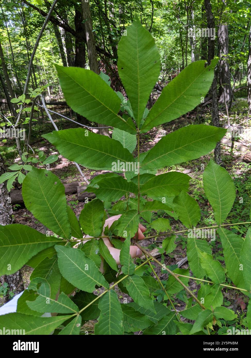 bitternut hickory (Carya cordiformis) Plantae Stock Photo - Alamy