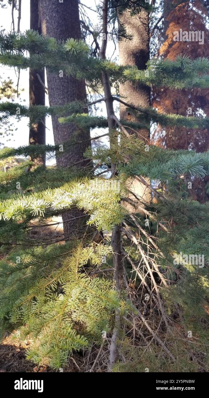 red fir (Abies magnifica) Plantae Stock Photo - Alamy