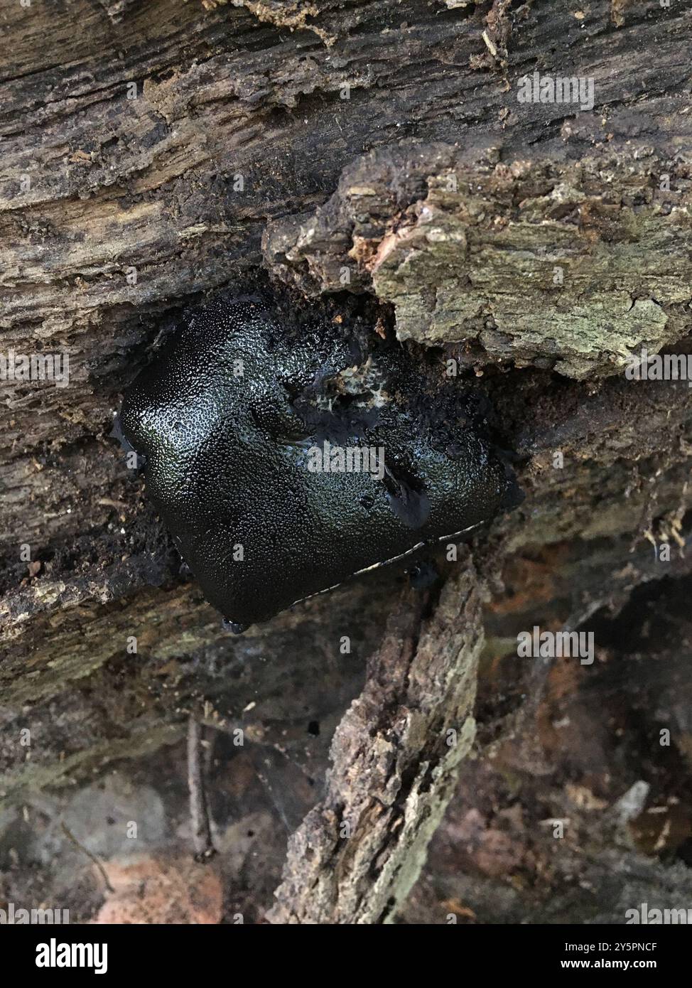 Dog's nose fungus (Camarops petersii) Fungi Stock Photo - Alamy