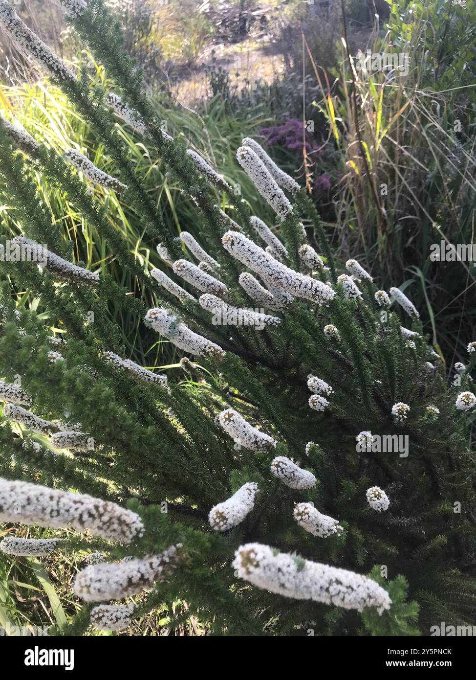 Foxy Slangbos (Stoebe alopecuroides) Plantae Stock Photo - Alamy