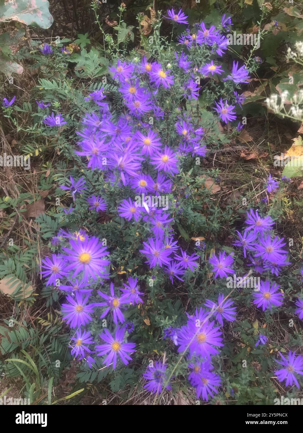 Largeflower Aster (Symphyotrichum grandiflorum) Plantae Stock Photo - Alamy