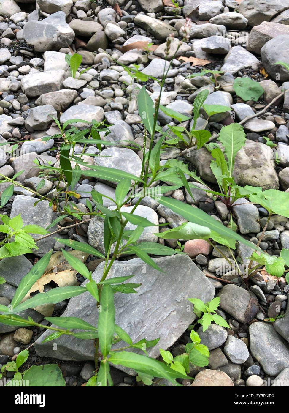 low smartweed (Persicaria longiseta) Plantae Stock Photo - Alamy