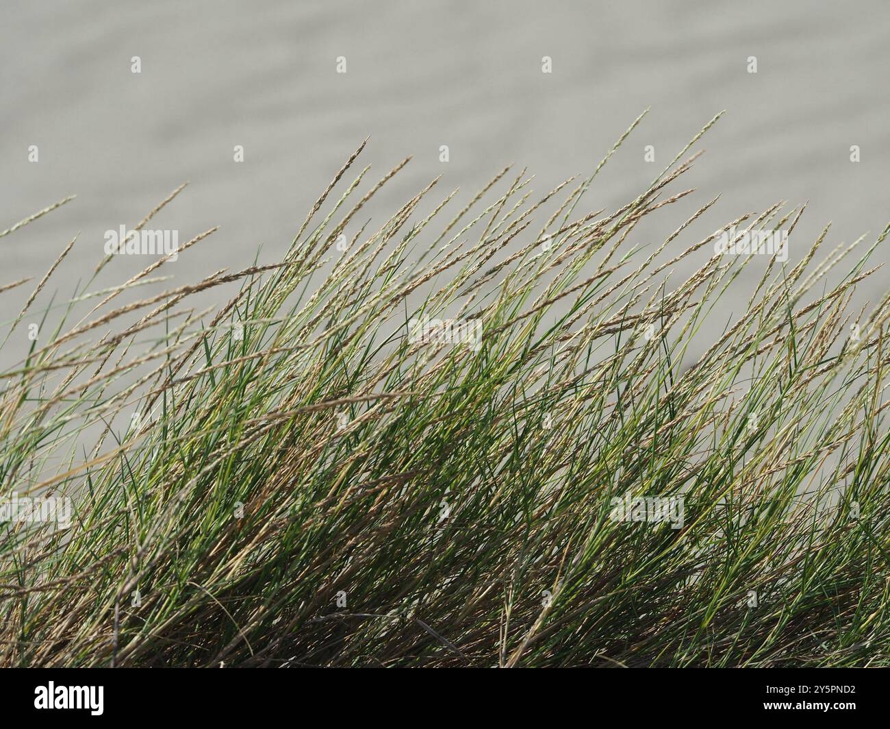 seashore dropseed (Sporobolus virginicus) Plantae Stock Photo - Alamy