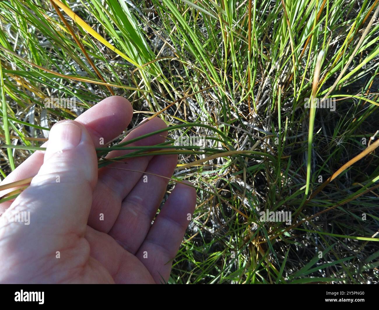 common arrowgrass (Triglochin maritima) Plantae Stock Photo - Alamy