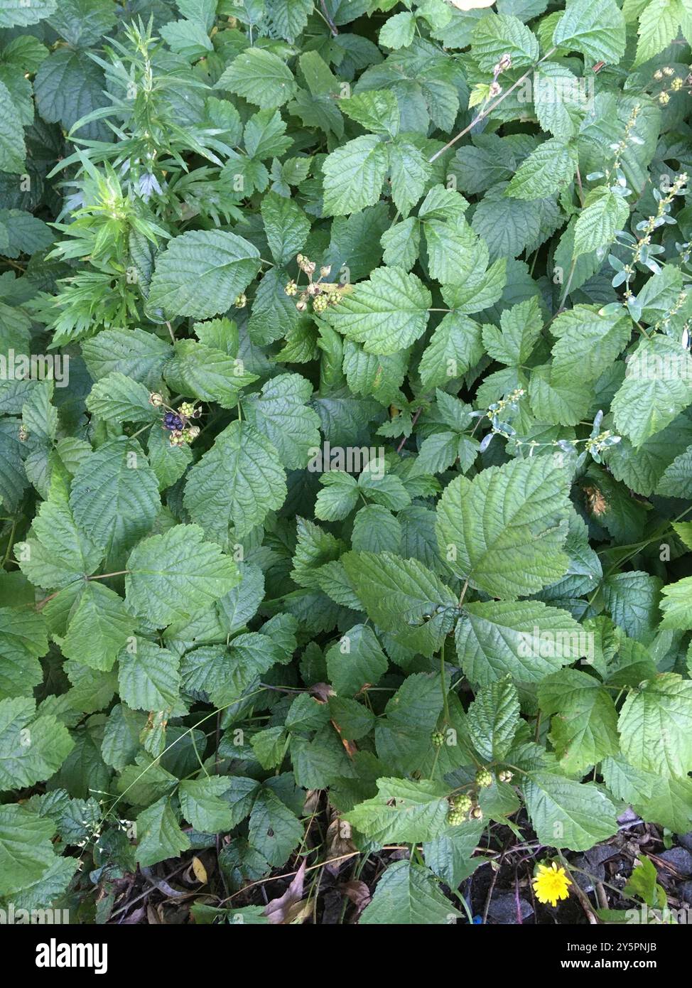 European dewberry (Rubus caesius) Plantae Stock Photo - Alamy