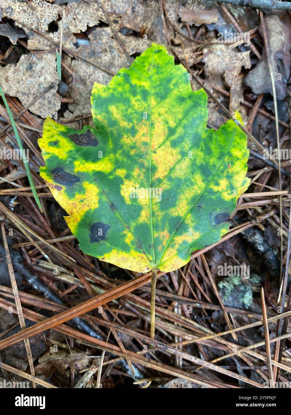 American Tar Spot (Rhytisma americanum) Fungi Stock Photo - Alamy