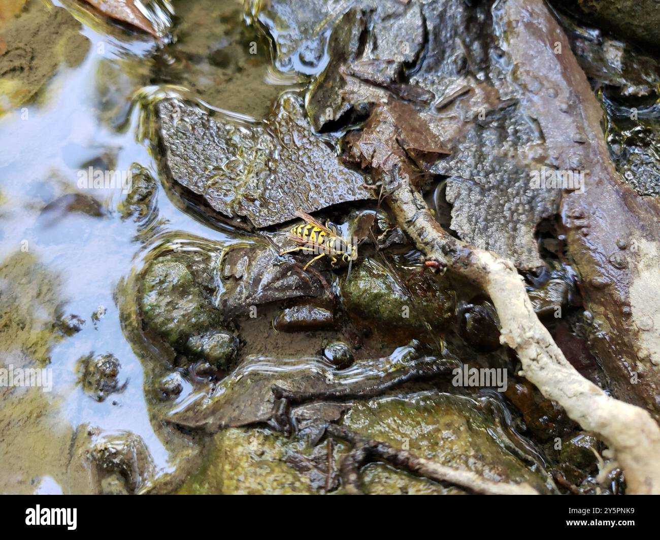 Western Yellowjacket (Vespula pensylvanica) Insecta Stock Photo - Alamy