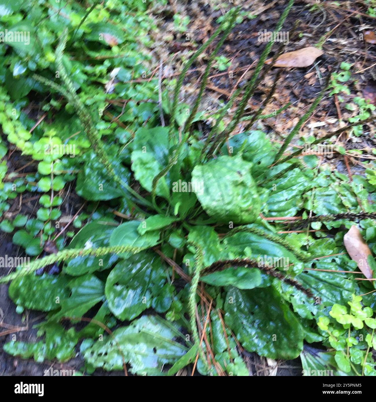 American plantain (Plantago rugelii) Plantae Stock Photo - Alamy