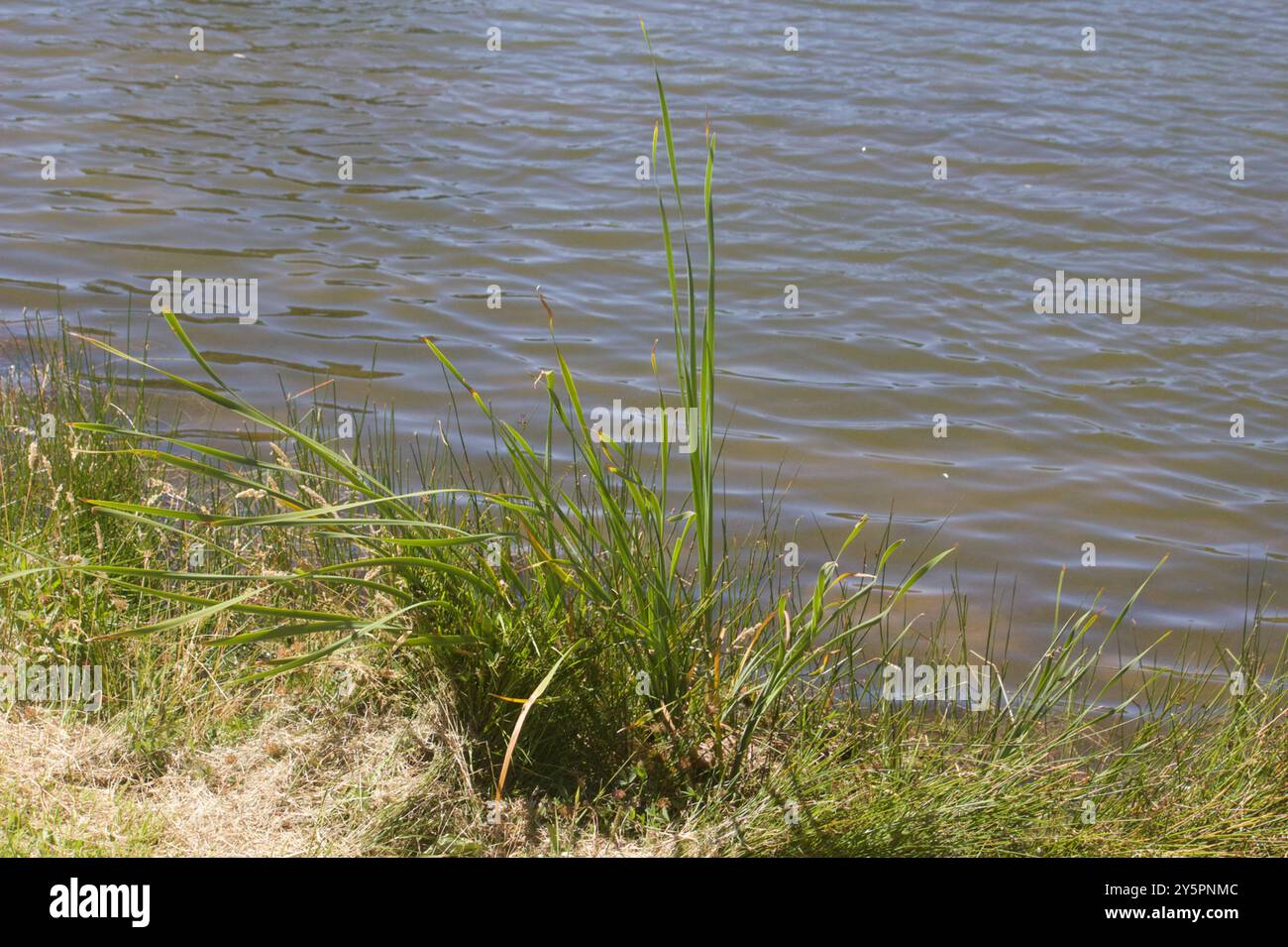 southern cattail (Typha domingensis) Plantae Stock Photo - Alamy