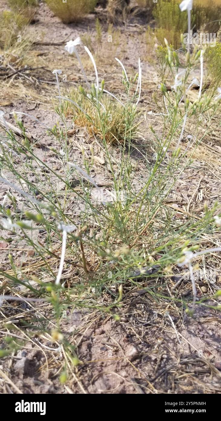 Flaxflowered Ipomopsis (Ipomopsis longiflora) Plantae Stock Photo - Alamy